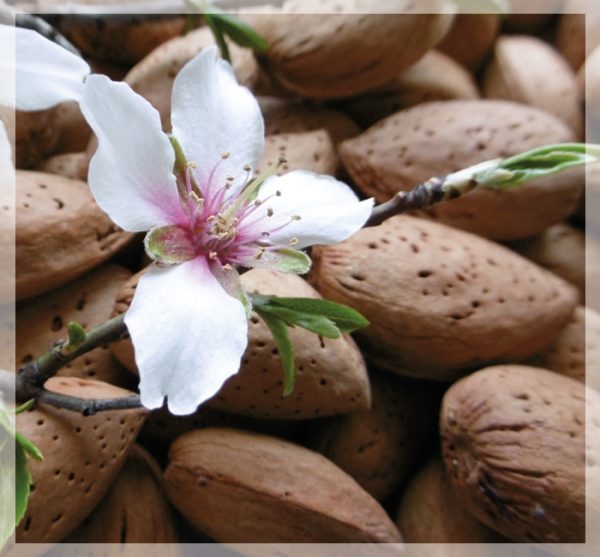 História da amêndoa | Benefícios do consumo - aCourela do Alentejo